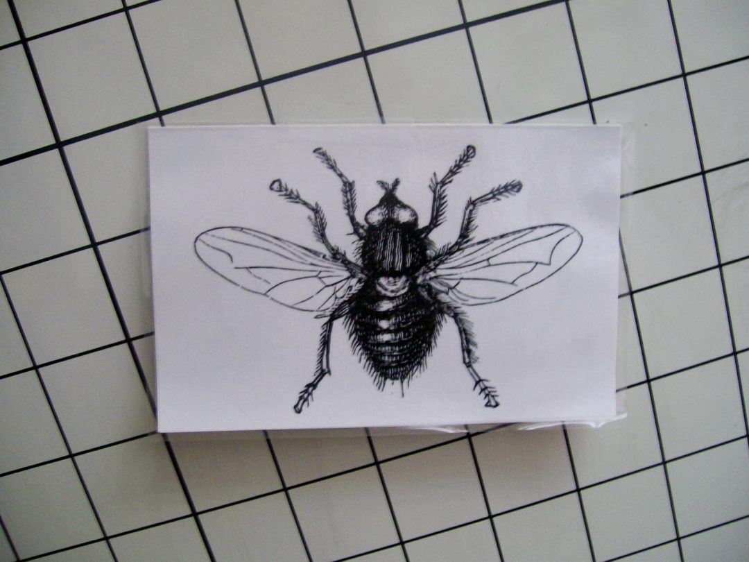 Fly Activity for Graphing Ordered Pairs | Math = Love