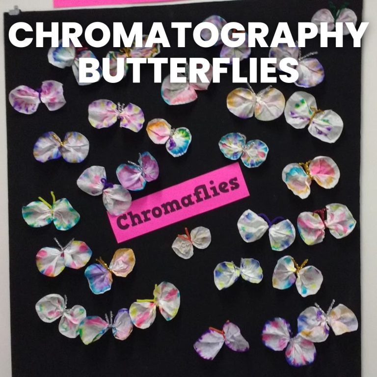 Chromatography Butterflies Bulletin Board | Math = Love